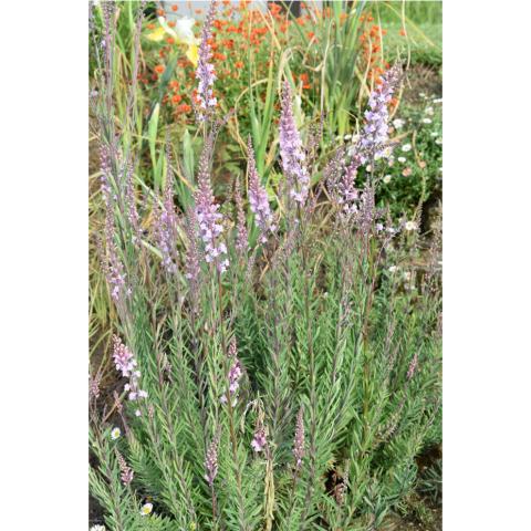 Linaria purpurea Canon J. Went - Purple Toadflax - a lovely variety ...