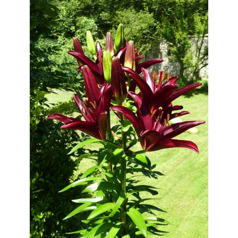 Lilium 'Landini' - Asiatic lily with very dark flowers, burgundy red ...