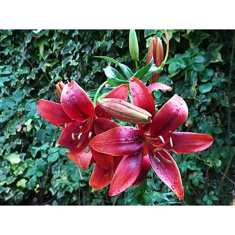 Lilium Royal Kiss - A hybrid Asian Lily with deep red-purple, almost black, flowers.