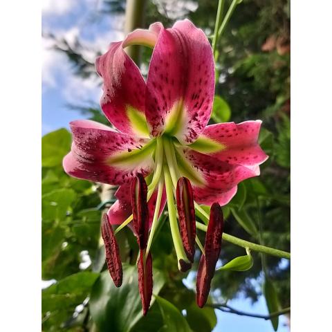 Lilium speciosum var. rubrum Uchida - Rose-scented botanical lily.