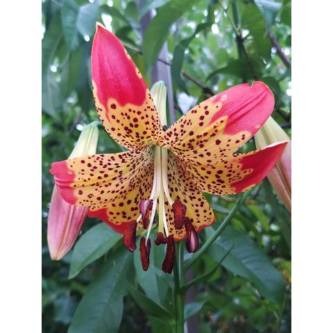 Lilium Fusion Hybrid Lily - with yellow petals speckled with brown and ...
