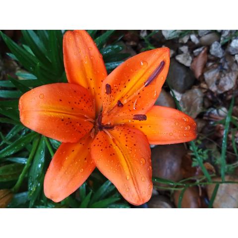 Lilium Orange Pixie - Dwarf Asiatic Lily, with pure orange flowers.