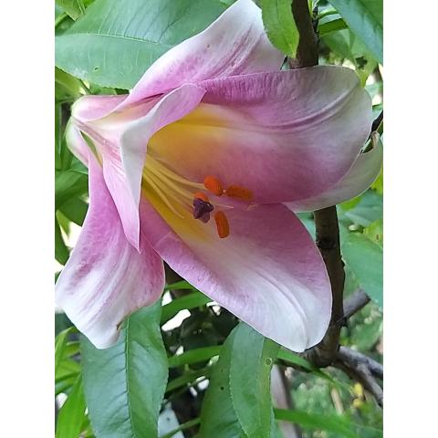 Lilium Pink Perfection - Hybrid Lily trumpet group Pink Perfection ...