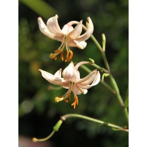 Lilium Pink Morning - Hybrid Lily - up to 50 small, pale pink to mauve ...
