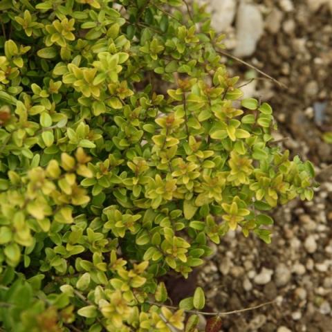 Baggesen's Gold shrubby Honeysuckle - Lonicera nitida with golden foliage.