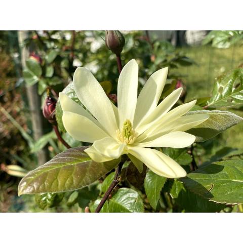 Magnolia x stellata Gold Star – Pale yellow star-flowered magnolia.