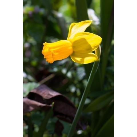 Narcissus cyclamineus 'Jet Fire' - Mini yellow daffodil with orange ...