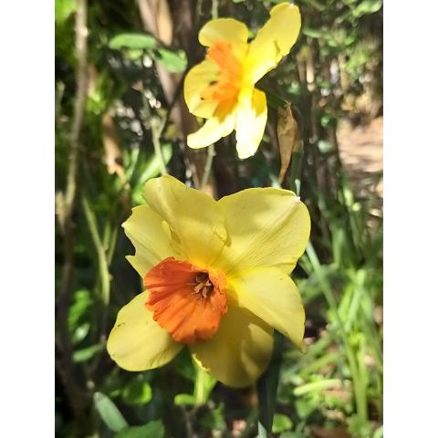 Narcissus Loveday - Daffodil with large yellow and orange flowers.