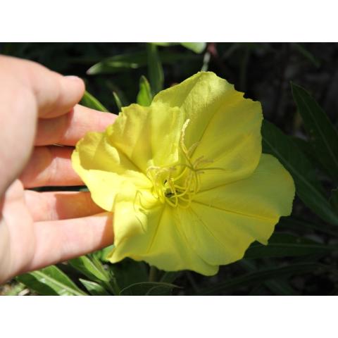 Oenothera missouriensis - Missouri Evening Primrose with a carpeting habit.