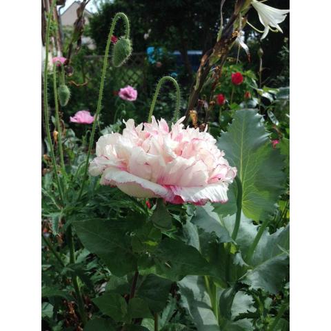 Papaver somniferum Berries & Cream - Opium Poppy - Paeony Flowered ...
