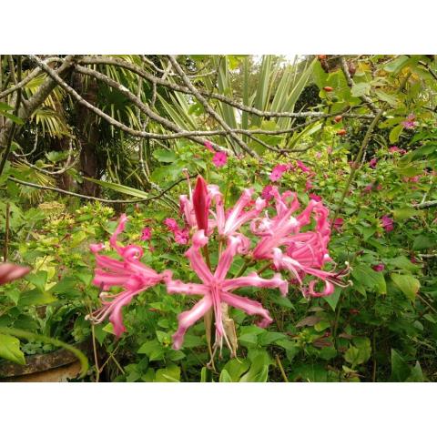 Nerine bowdenii Isobel - Autumn-flowering bulbous plant with bright ...