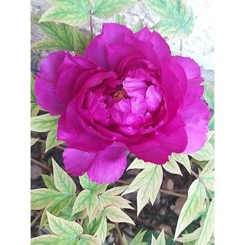 Paeonia suffruticosa Wu Long Peng Sheng - Wu Long Peng Sheng shrubby ...