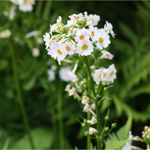 Japanese Primrose - Primula japonica alba - Beautiful white and yellow ...