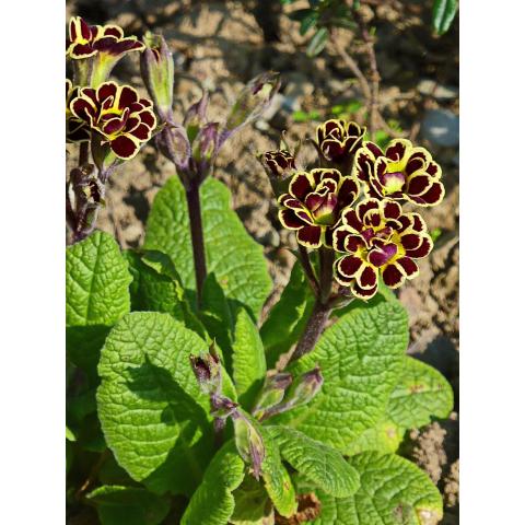 Primula 'Elizabeth Killelay' - Double-flowered hybrid Primrose ...