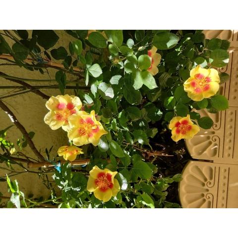 Clustered flower rose 'Cyrus' - Single flower variety, yellow with a ...