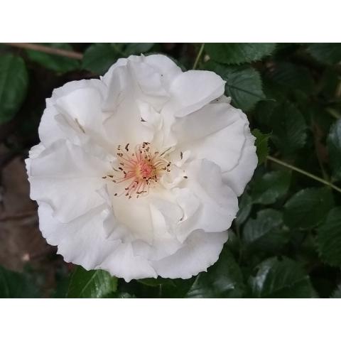 Rosa Floribunda 'Margaret Merril' - Bush rose with large clusters of ...