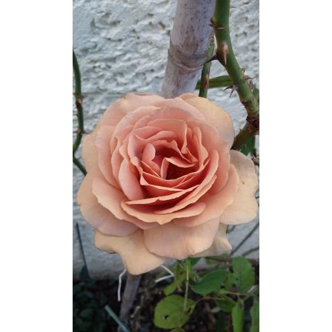 'Mokarosa' 'Frywitty' Rose - Shrub with large turbinate flowers in a ...
