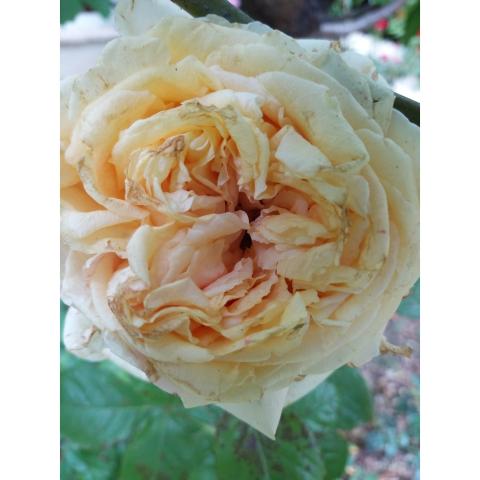 'Anastasia' Rose - Bush rose with large double flowers, white with a ...