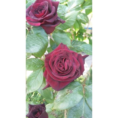 Rosa 'Black Baccara' - Modern hybrid tea bush, with large velvety dark ...