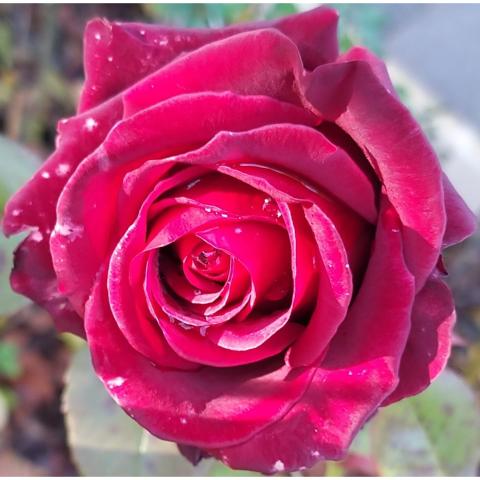Rosa 'Black Baccara' - Modern hybrid tea bush, with large velvety dark ...