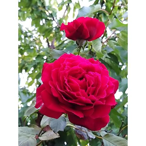 'Botero' large-flowered rose - Very double and highly scented red flowers.