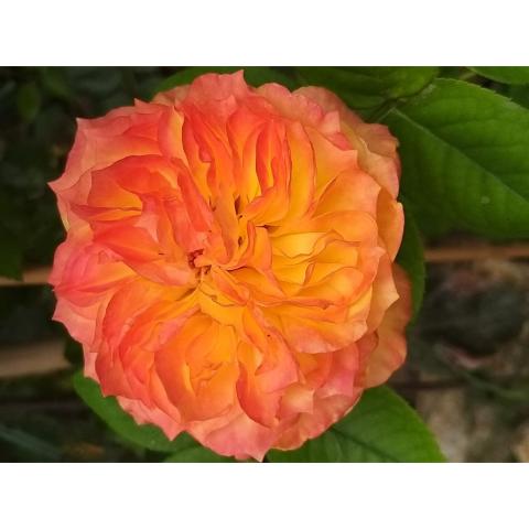 Rosa 'Henri Delbard' - Bush rose with large, fragrant salmon-copper ...