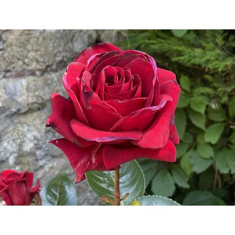 Rosa Rouge Adam - Bush rose with velvety dark red turbinate flowers.