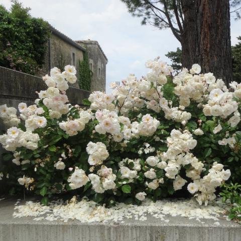 Polyantha rose bush 'Marie Pavie' - A very floriferous, perpetual bush ...