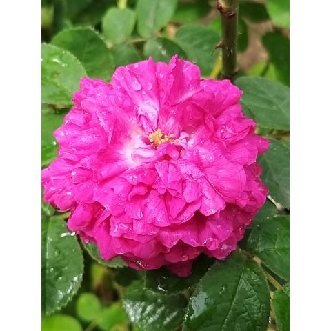 Rosa 'De Resht' - Perpetual ancient rose, easy to grow, abundant, with ...