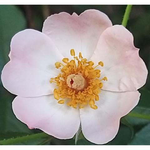 Rosa 'Rosy Cushion' - Repeat flowering bush rose, with large pink wild ...