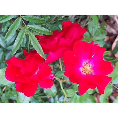 Rigo 'Rotilia' Rose