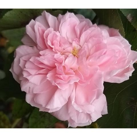 Rosa Eglantyne Ausmak - British Rose by David Austin with soft pink ...