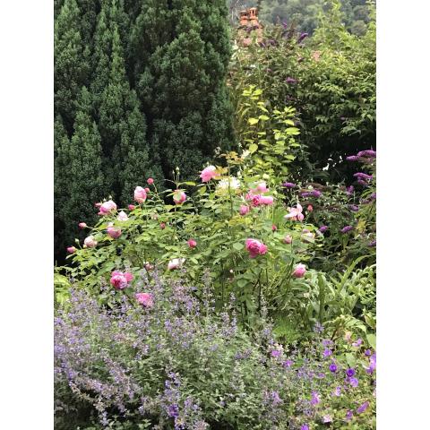 Rosa 'Royal Jubilee' - Auspaddle - English Rose by David Austin ...