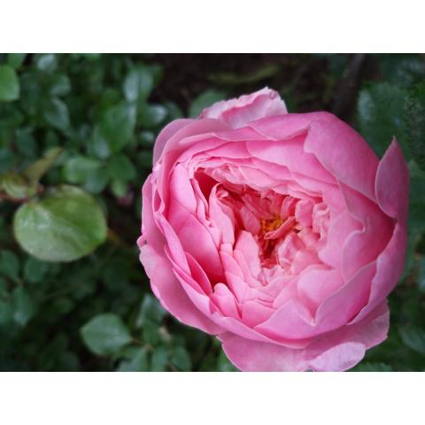 Rosa The Alnwick Rose - David Austin shrub rose with light pink, very ...