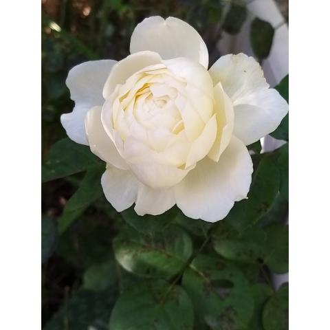 Rosa 'William and Catherine' - Ausrapper - English Rose by David Austin ...