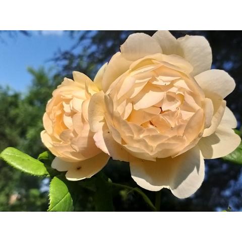 Rosa 'Wollerton Old Hall' - Ausblanket - English Rose by David Austin ...