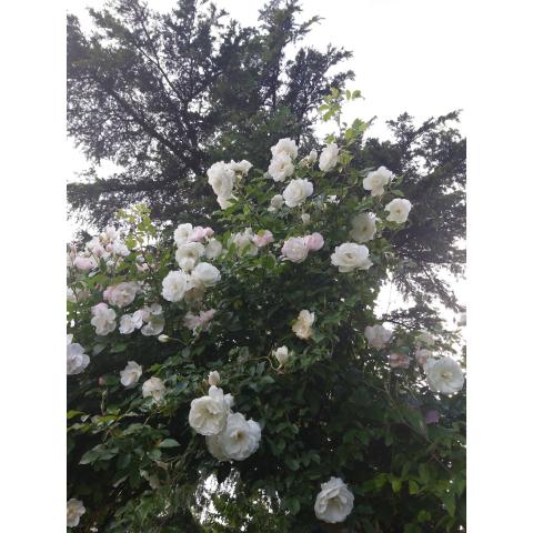 Rosa Climbing Iceberg - Climbing rose with white flowers.