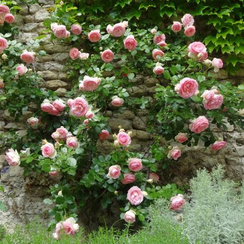 Rosa Pierre de Ronsard - Climbing rose with large, double pink flowers ...