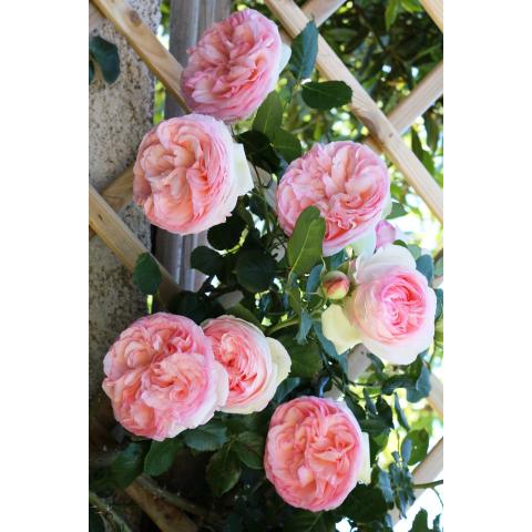 Rosa Pierre de Ronsard - Climbing rose with large, double pink flowers ...