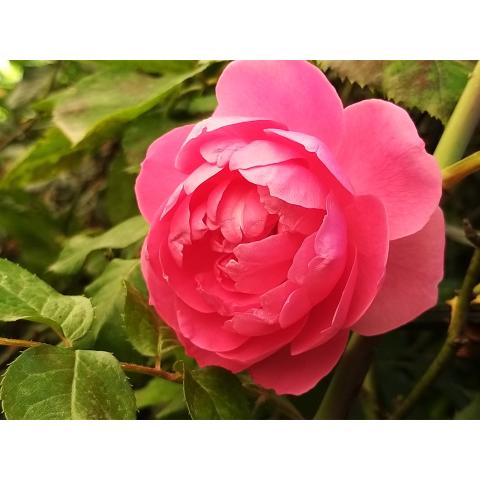 Pink Cloud Rose - Climbing rose, very floriferous, perpetual, with ...