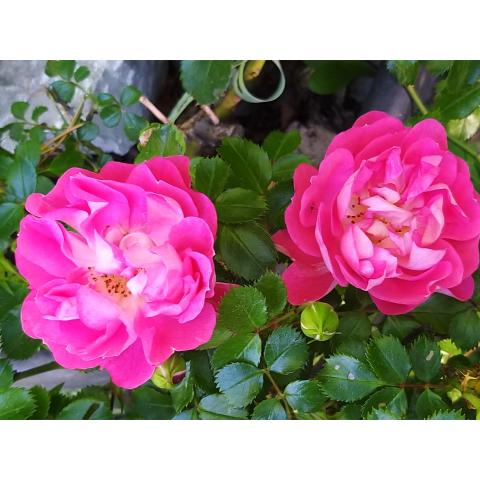 Rosa polyantha 'Charmant' - A very healthy miniature rose with clusters ...