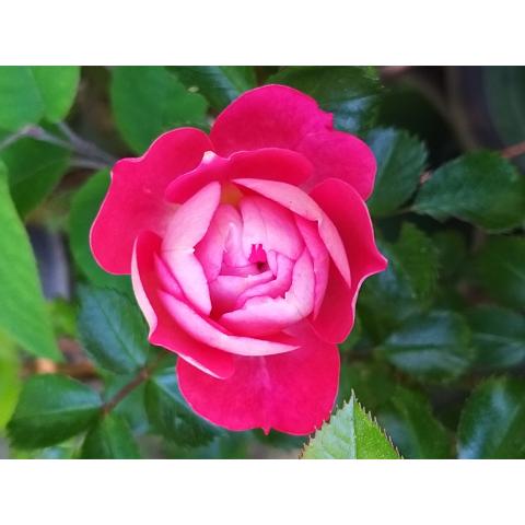 Rosa polyantha 'Charmant' - A very healthy miniature rose with clusters ...