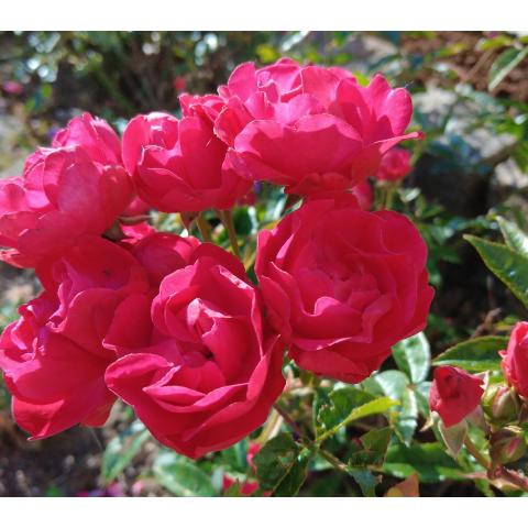 A repeat-flowering Koster style dwarf rose for a patio, with small ...