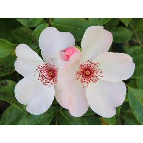 'Astronomia' Rose - A spreading landscape rose dedicated to the Paris ...