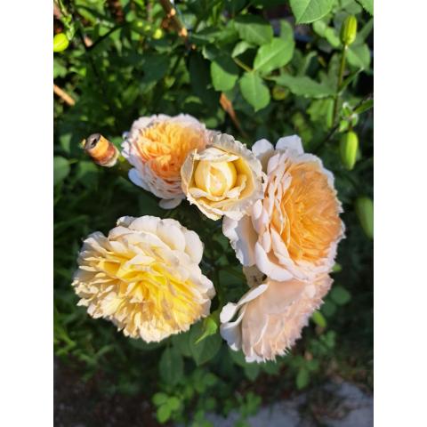 David Austin 'Bathsheba' rose - Auschimbley - New climbing rose, with ...
