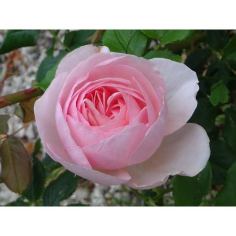 David Austin 'Heritage' Ausblush rose bush - Shrub, with double pink ...