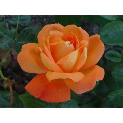 Rosa 'Louis de Funes' - Meirestif - A bushy rose with large, dazzling ...