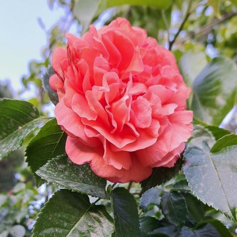 Cluster-flowered rose Orangerie - Double, intense orange flowers ...
