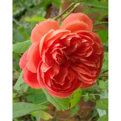 Rosa 'Summer Song' - English Rose 'Summer Song' - Created by David Austin