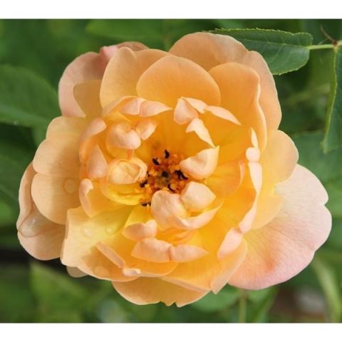 Rosa The Lark Ascending - English Rose by David Austin - Beautiful ...